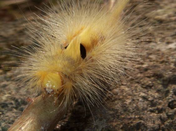 Lepidoptera:caterpillars