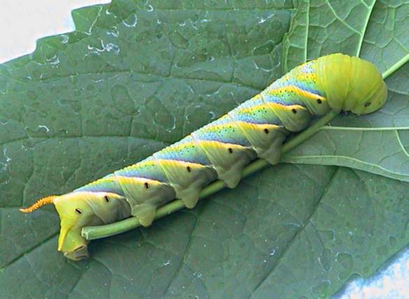 Lepidoptera:caterpillars
