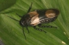 Other insects