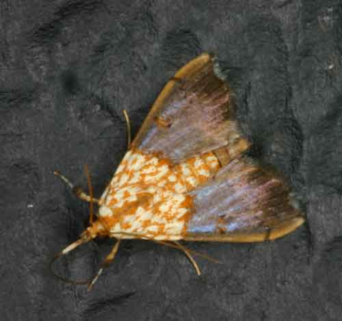 Crambidae