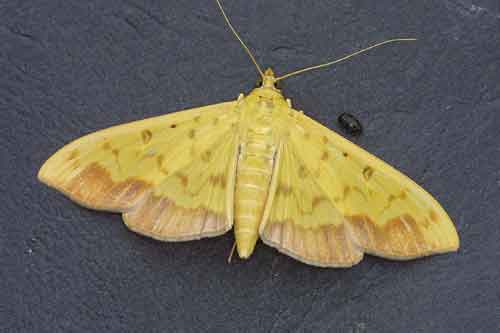 Crambidae