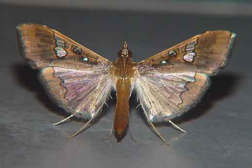 Crambidae