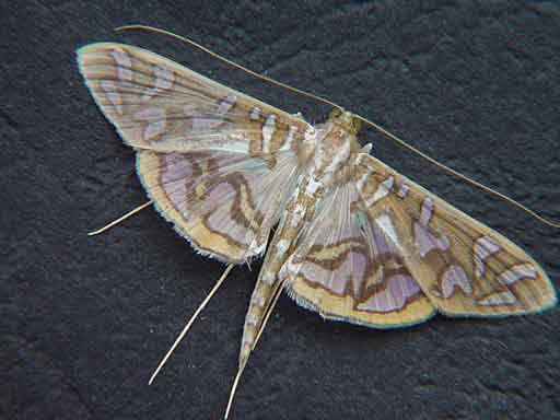 Crambidae