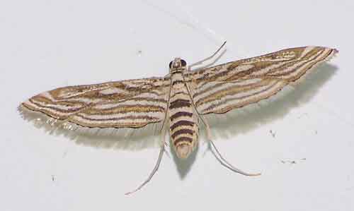 Crambidae