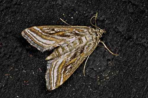 Crambidae
