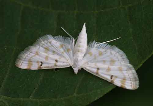 Crambidae