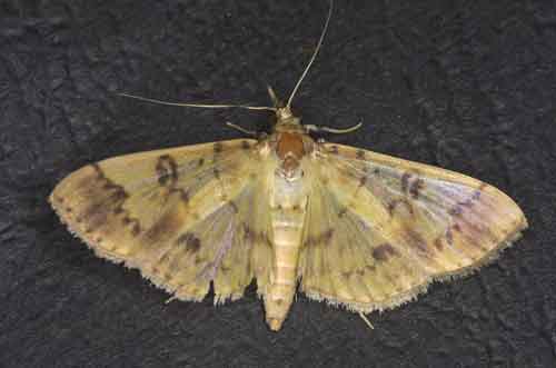 Crambidae