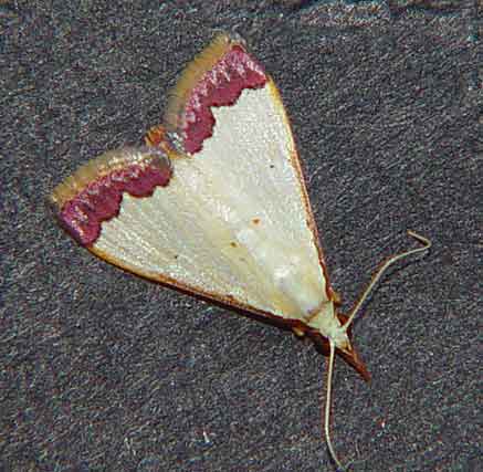 Crambidae