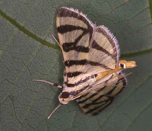 Crambidae