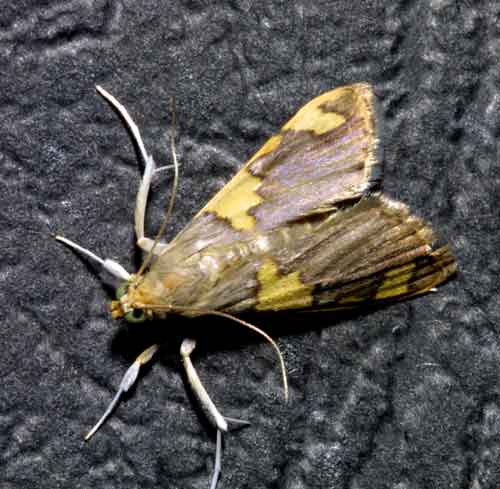 Crambidae