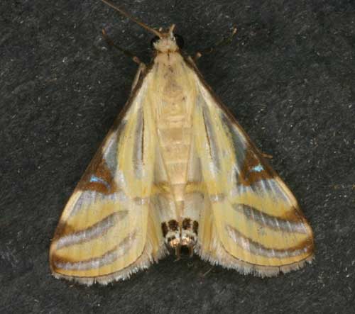 Crambidae