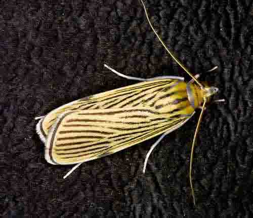 Crambidae