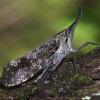 Fulgoroidea