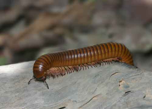 Crustaceans and Myriapods