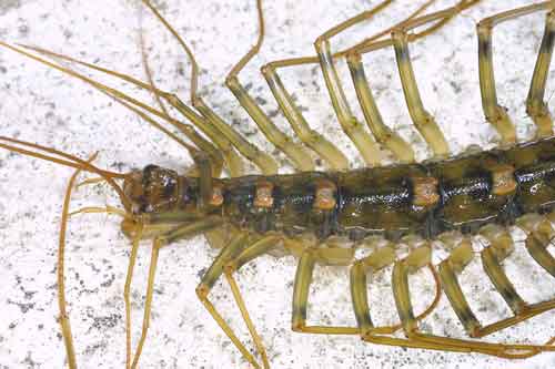 Crustaceans and Myriapods