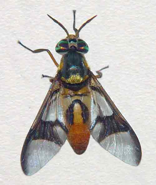 Other fly families