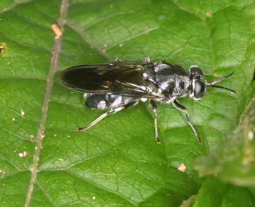 Other fly families