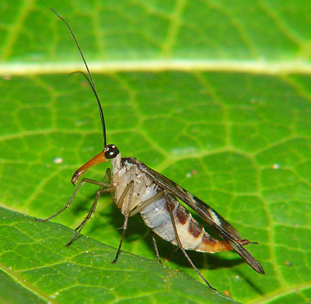 Other insects