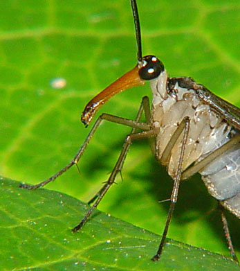 Other insects