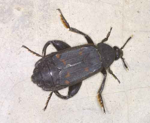 Other beetles