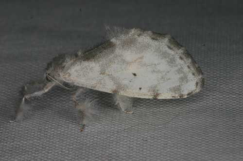 Pyralidae