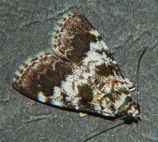 Pyralidae
