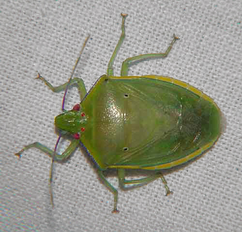 Shield bugs and similar