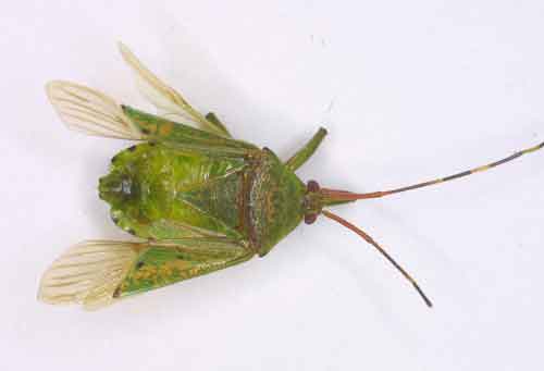 Shield bugs and similar