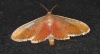 Thyrididae