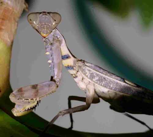 Facts about mantids