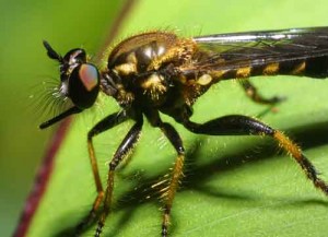 Facts about robber flies