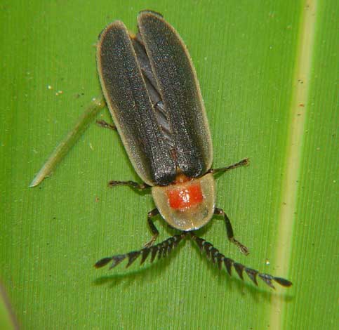 Facts about fireflies