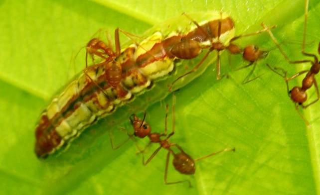 Facts about ants