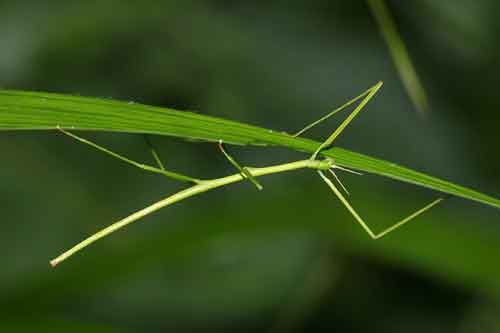 Facts about stick insects