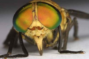 Facts about flies