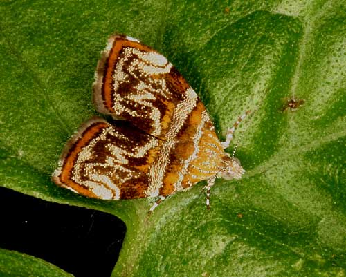 Microlepidoptera